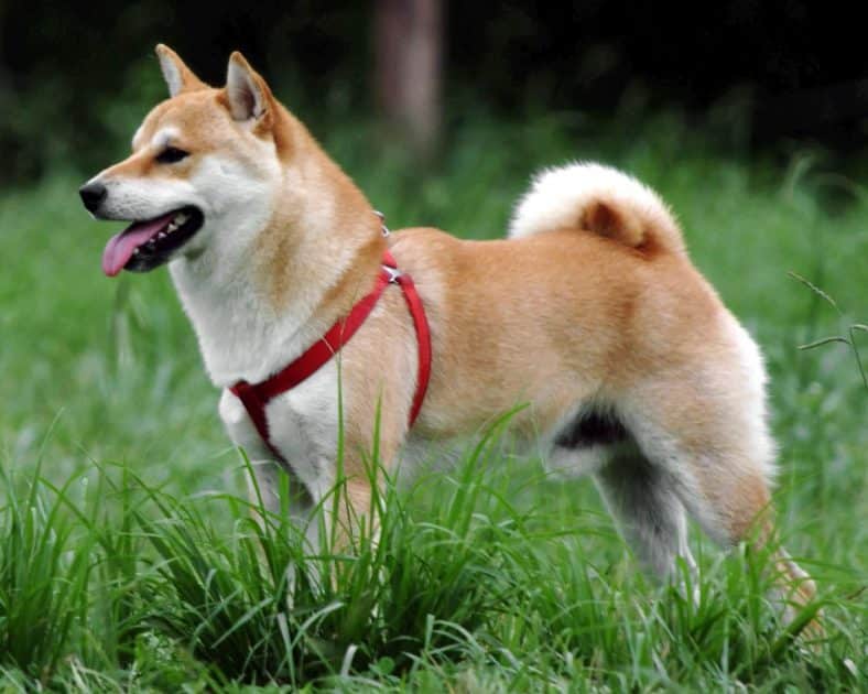 7 races de chiens japonais que vous allez adorer - Starnimo