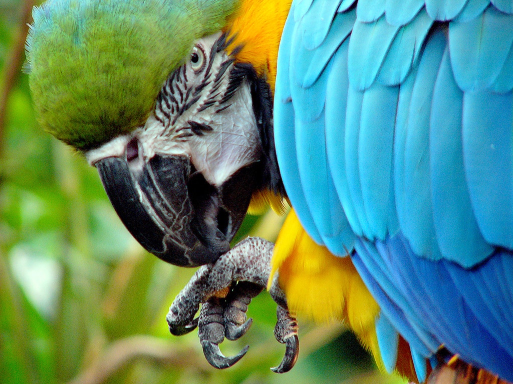 Les 10 animaux les plus intelligents au monde | Starnimo