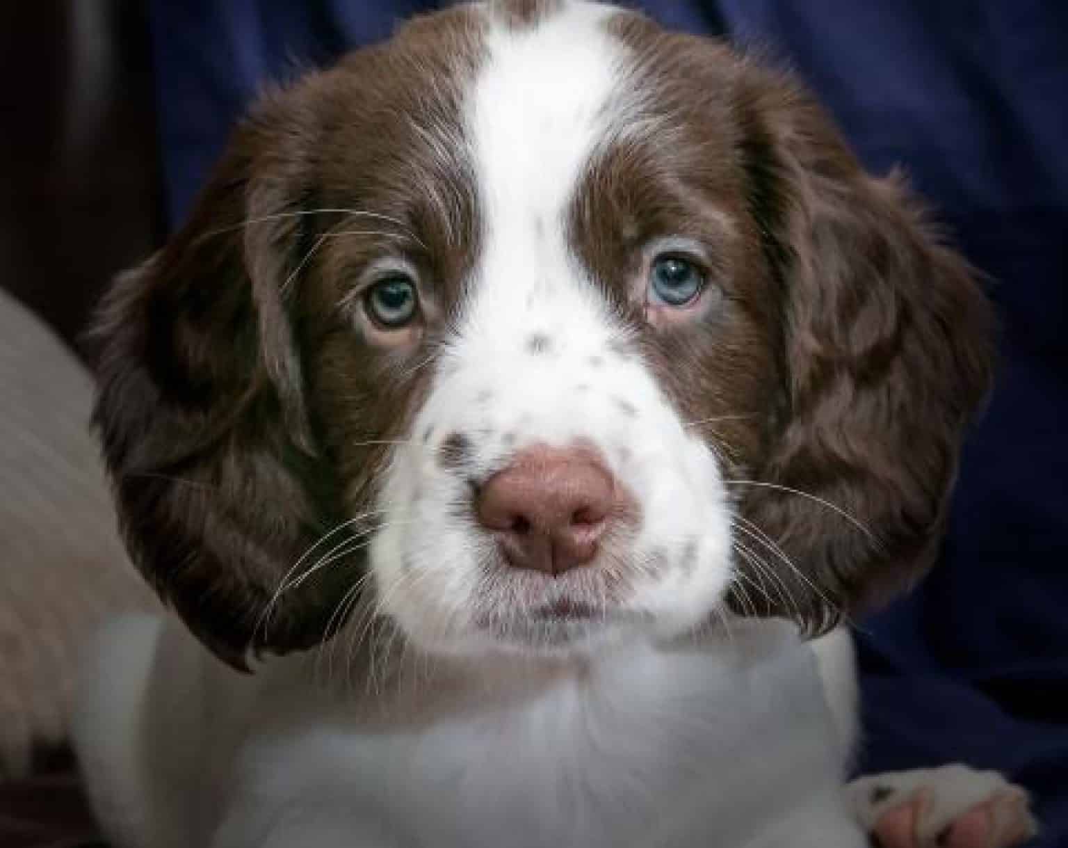 Chien Hypoallergène A Donner | Starnimo