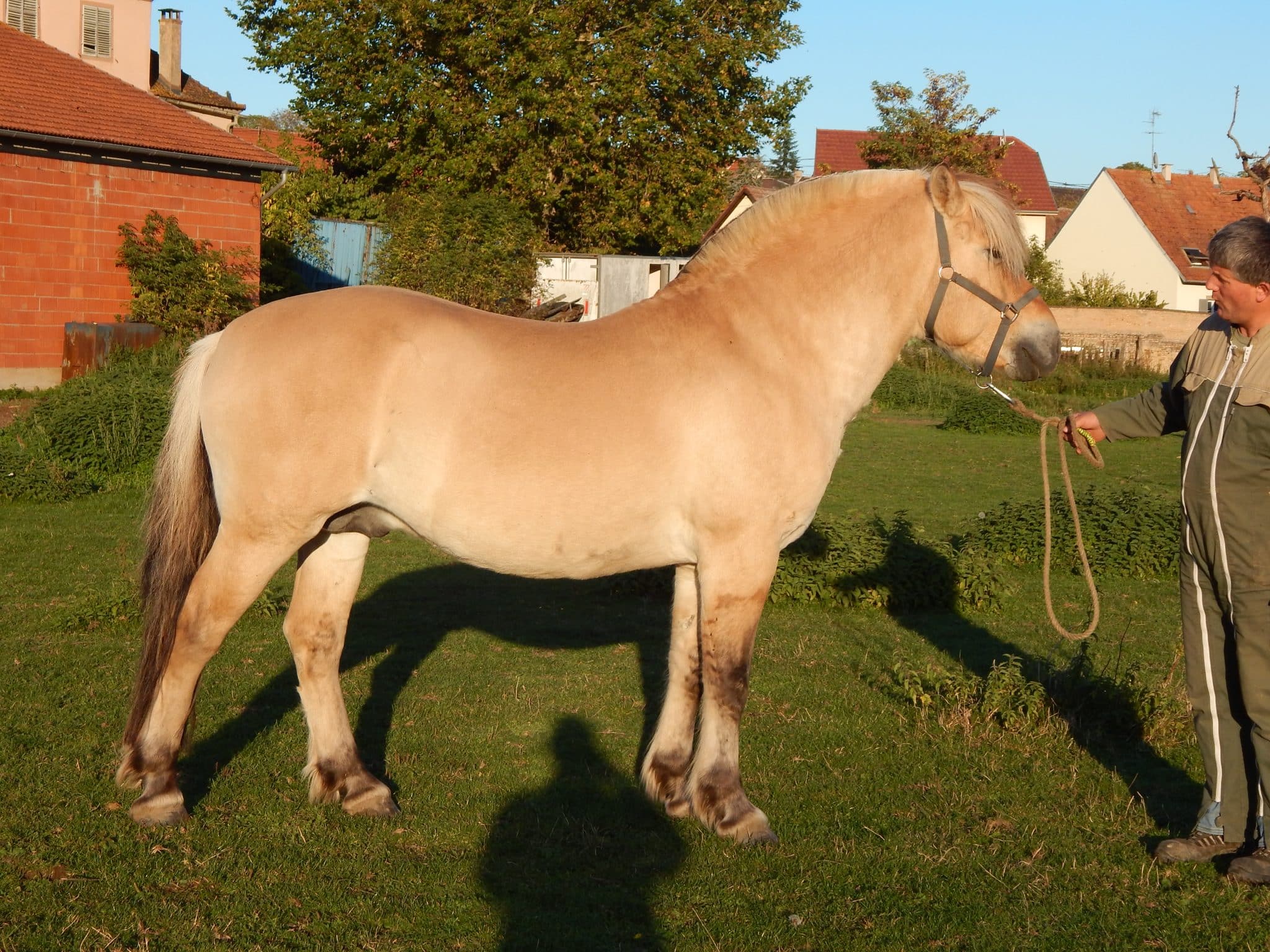 Cheval A Donner Bretagne - Starnimo