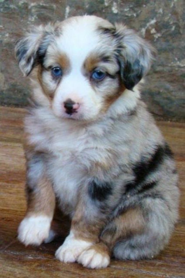 Chiot Berger Américain Miniature | Starnimo