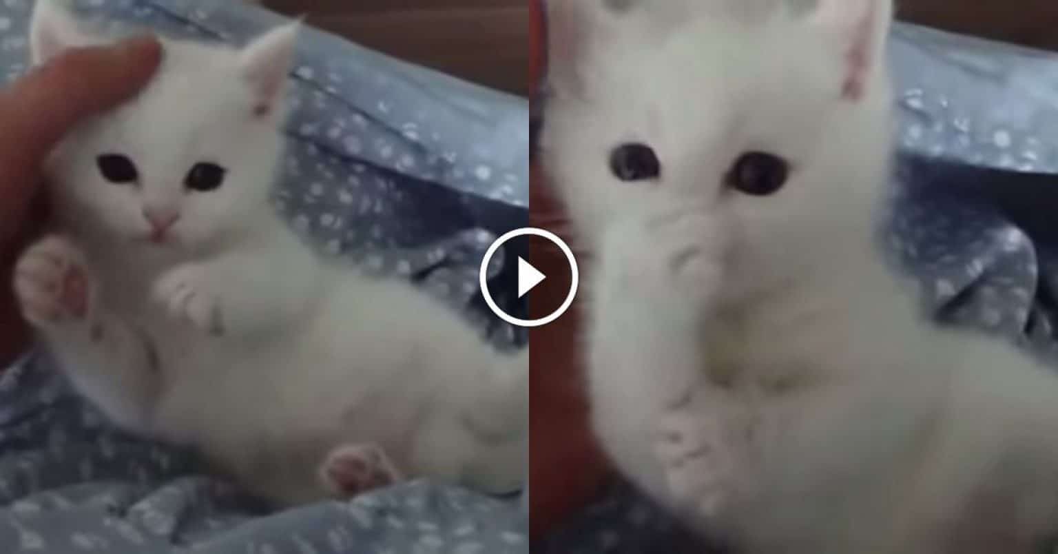 Doux Chaton Adorable Chaton | Starnimo