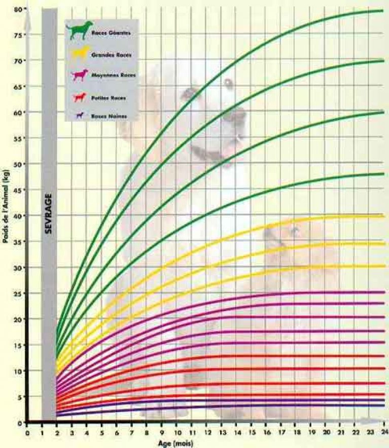 Courbe De Croissance Chiot Teckel Nain | Starnimo
